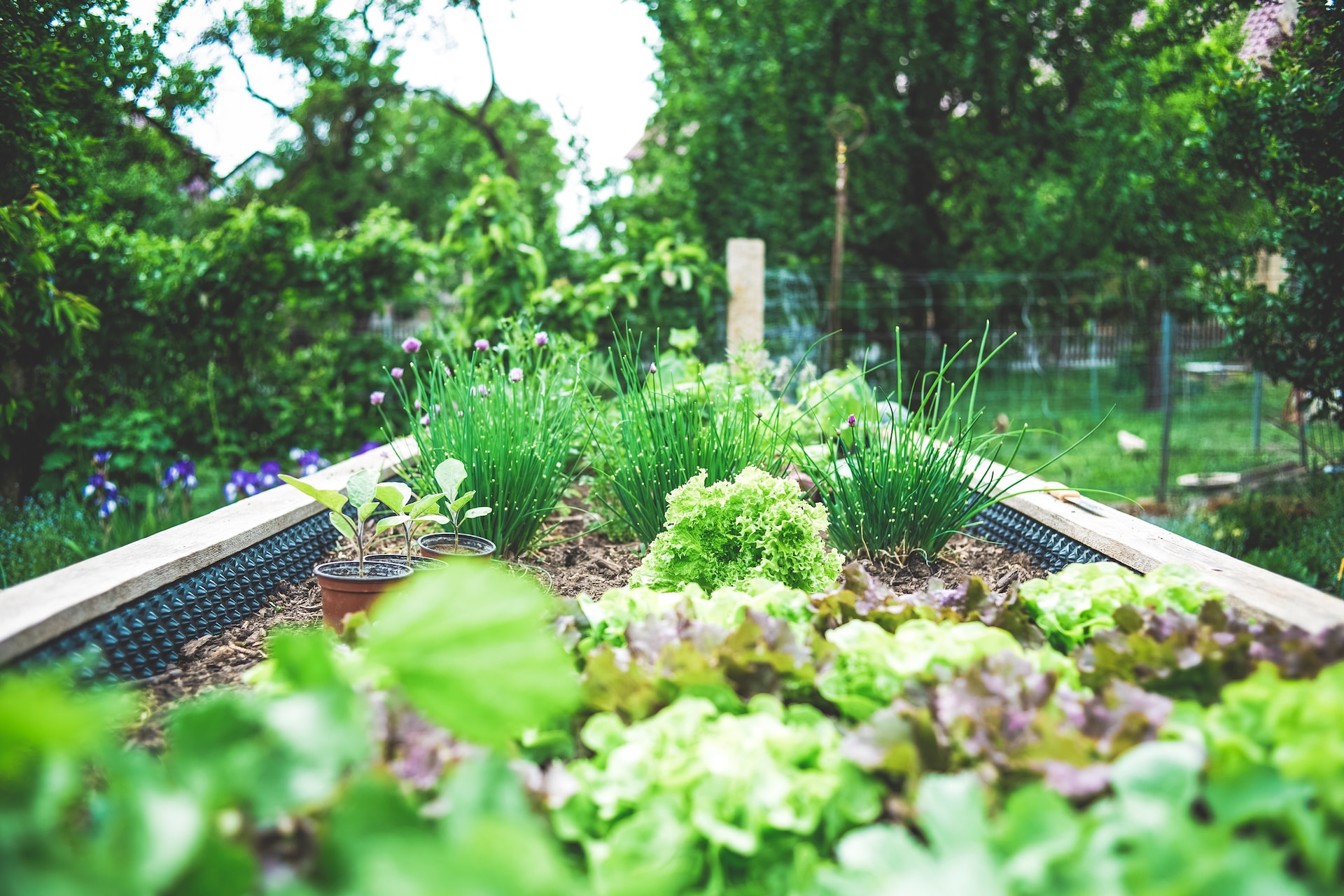 Begin jou eie groentetuin | rooi rose
