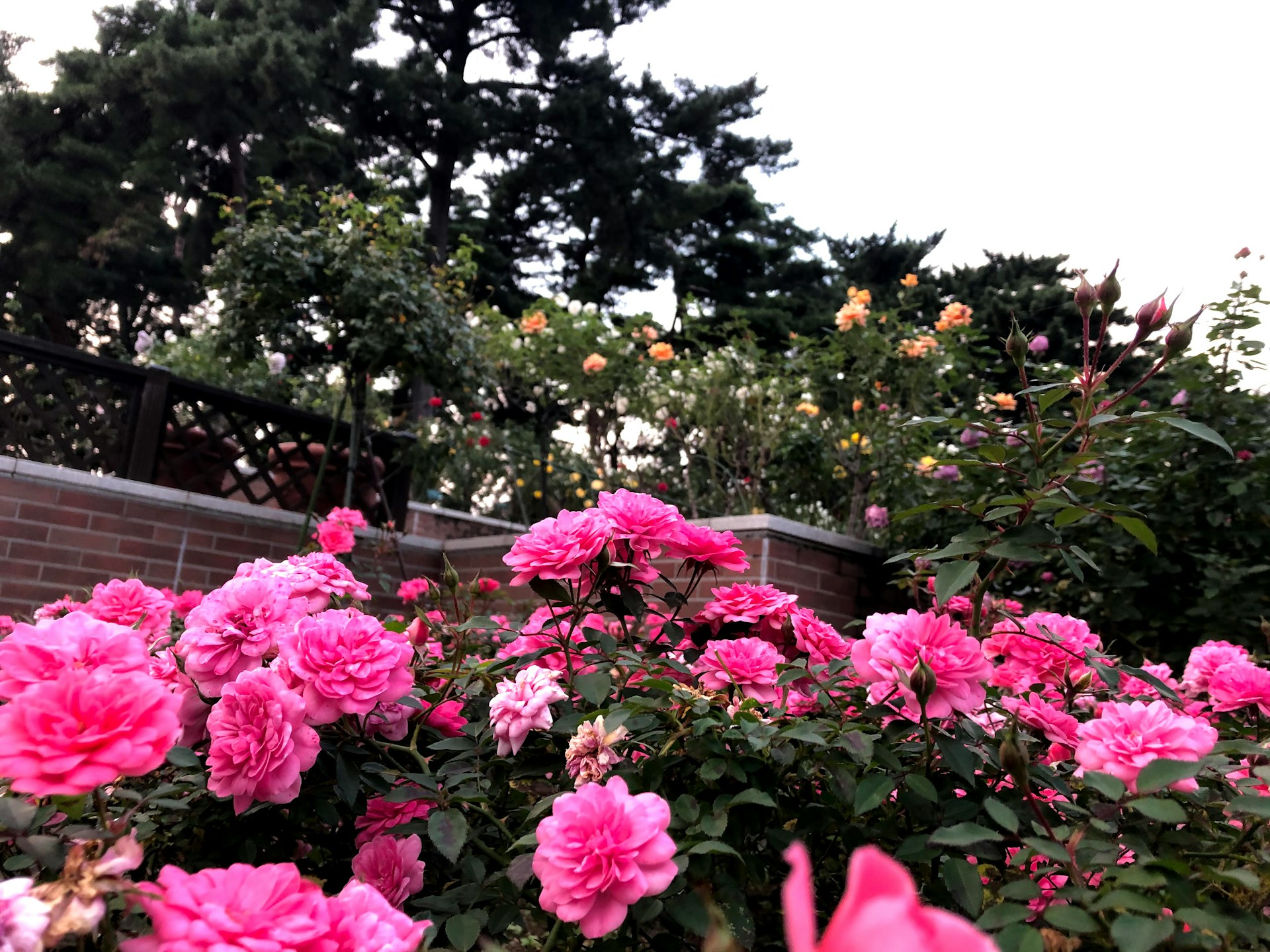 Plante wat kleur en geur by jou tuin sal voeg | rooi rose